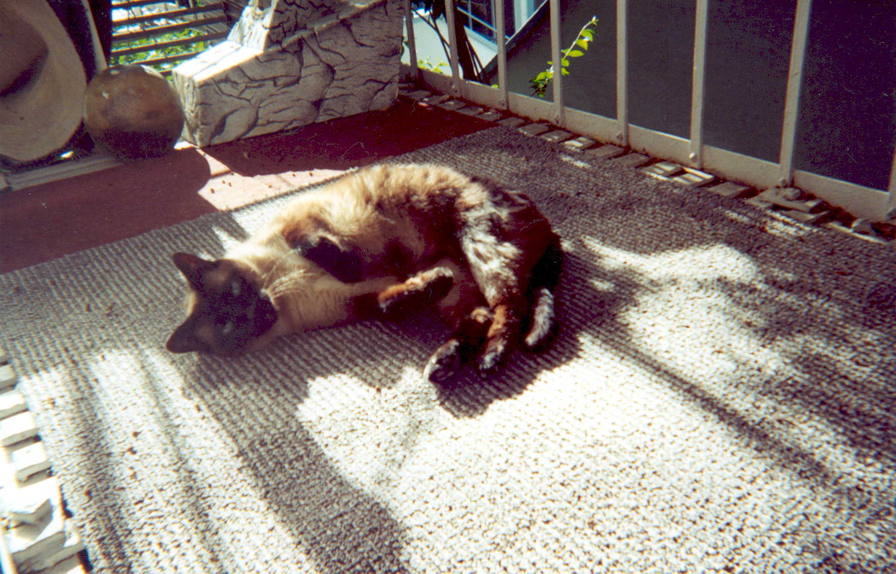 Caine the Tonkinese - San Francisco SPCA Companion Chronicles